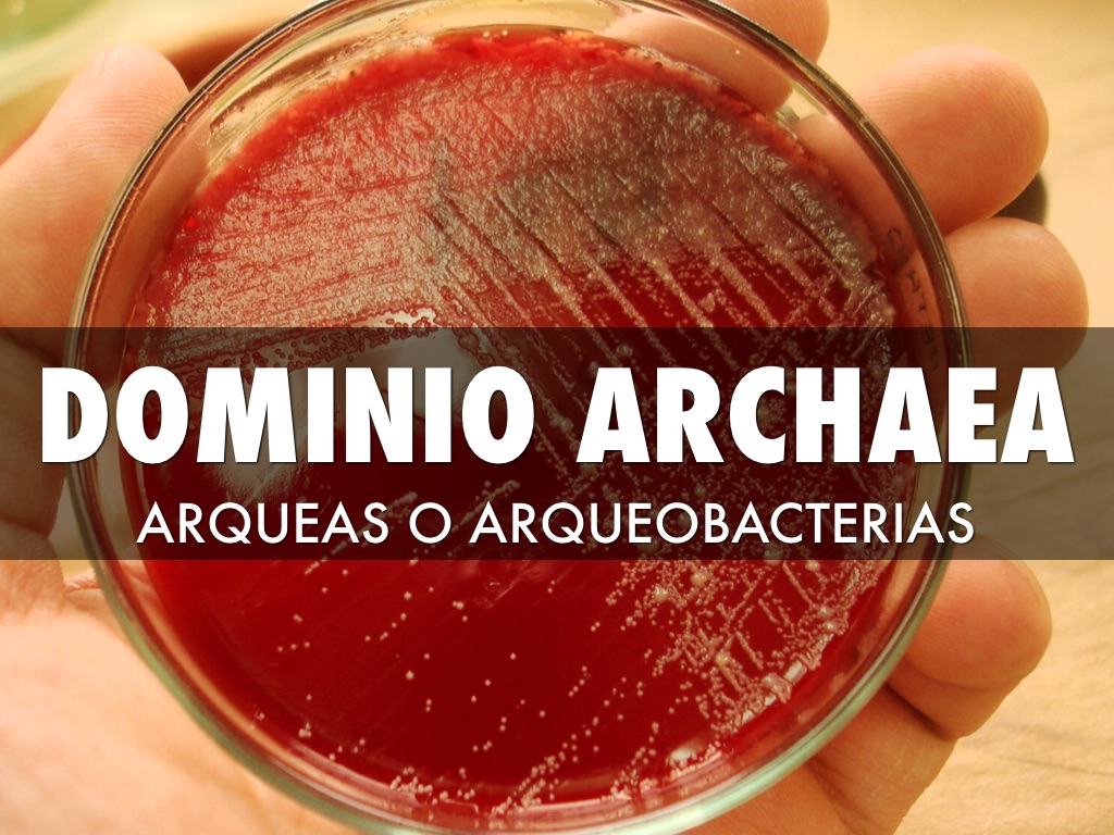 Arqueobactérias. | Biologia: A ciência da vida