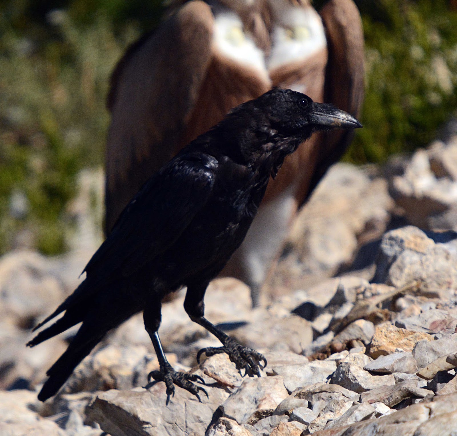 Blog del Màrius Domingo, Ca la Gallineta: El corb.