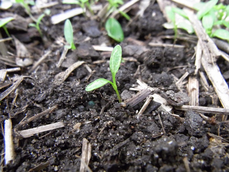 Common Chickweed Seedling