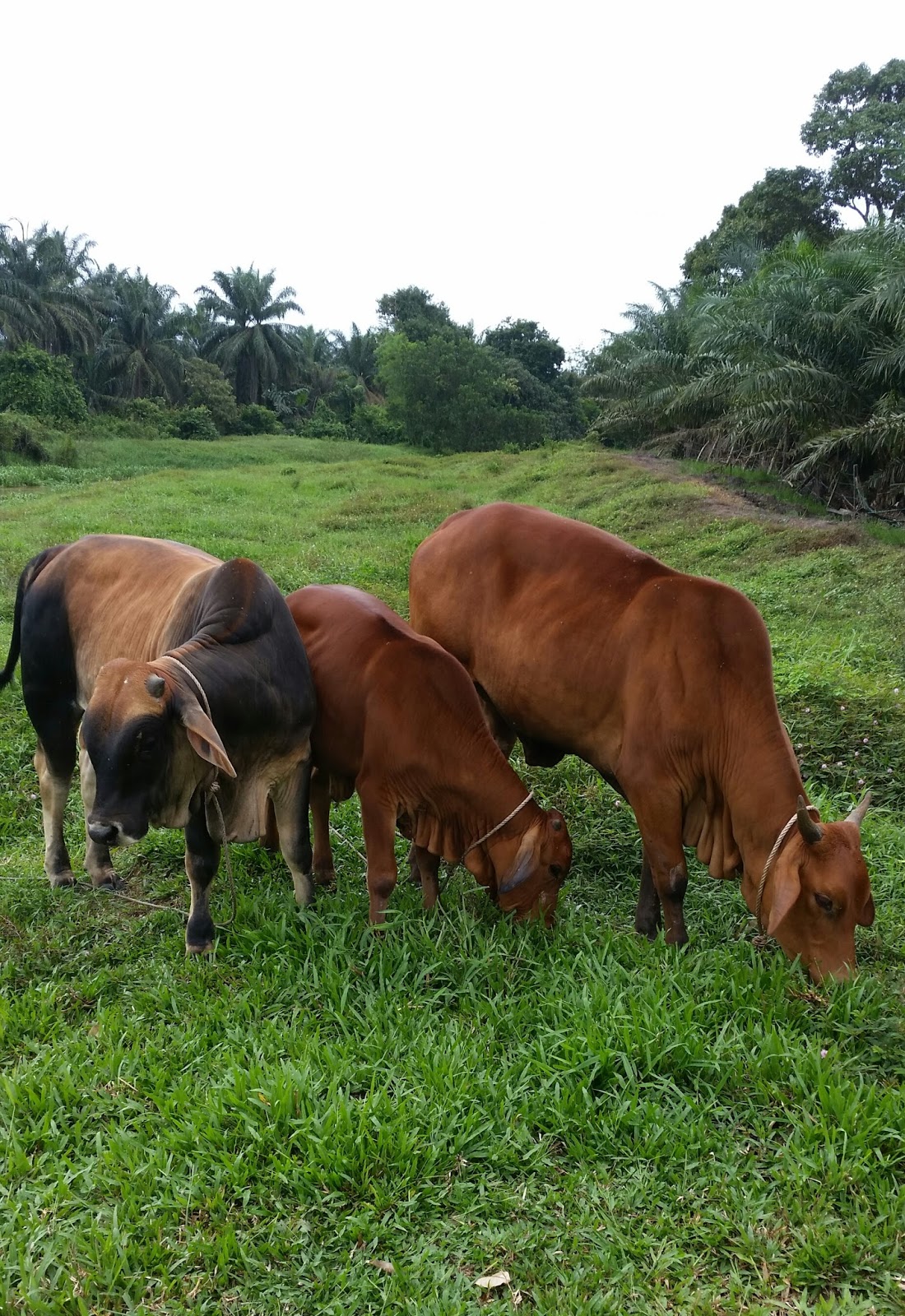 Warisan Petani: Ternakan Lembu 10 : Anak-anak Lembu.