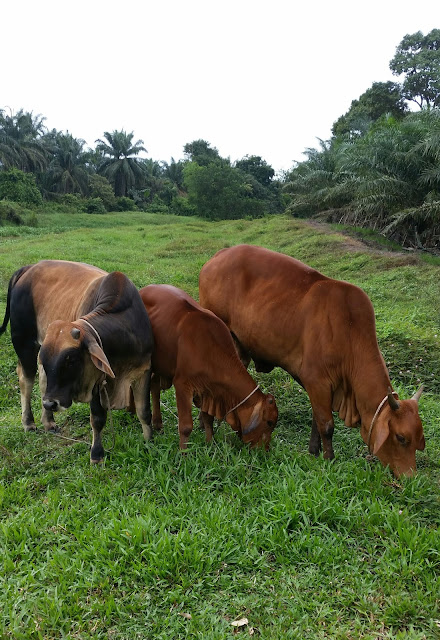 Warisan Petani: Ternakan Lembu 10 : Anak-anak Lembu.