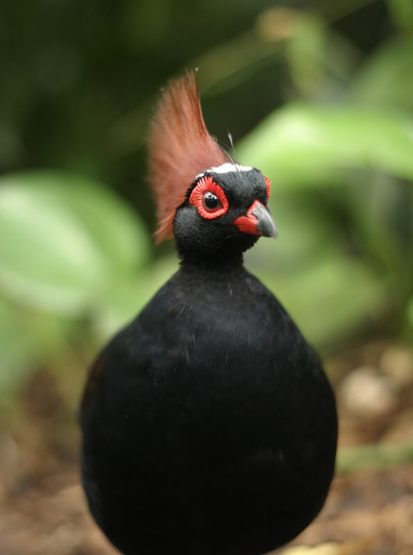 Bird of Aisa Roul Roul partridge