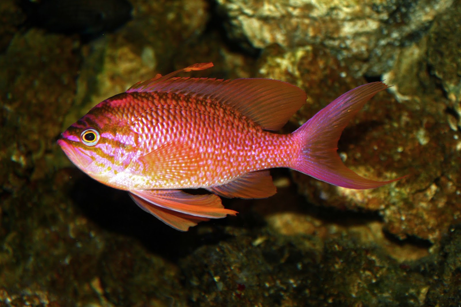 Aquarium and Fish Care: Anthias