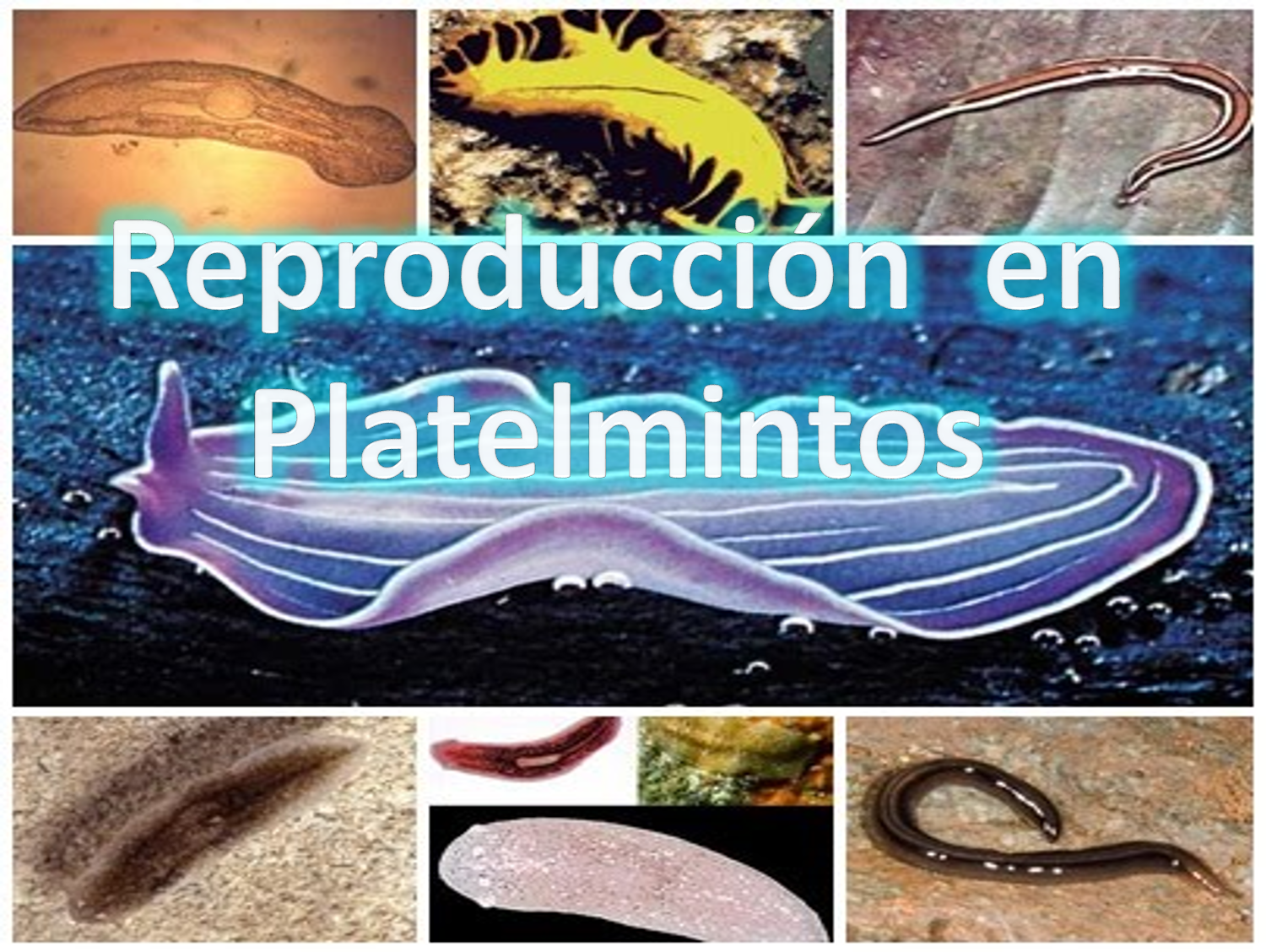 ENIGMAS DE LA VIDA: Reproducción en Platelmintos