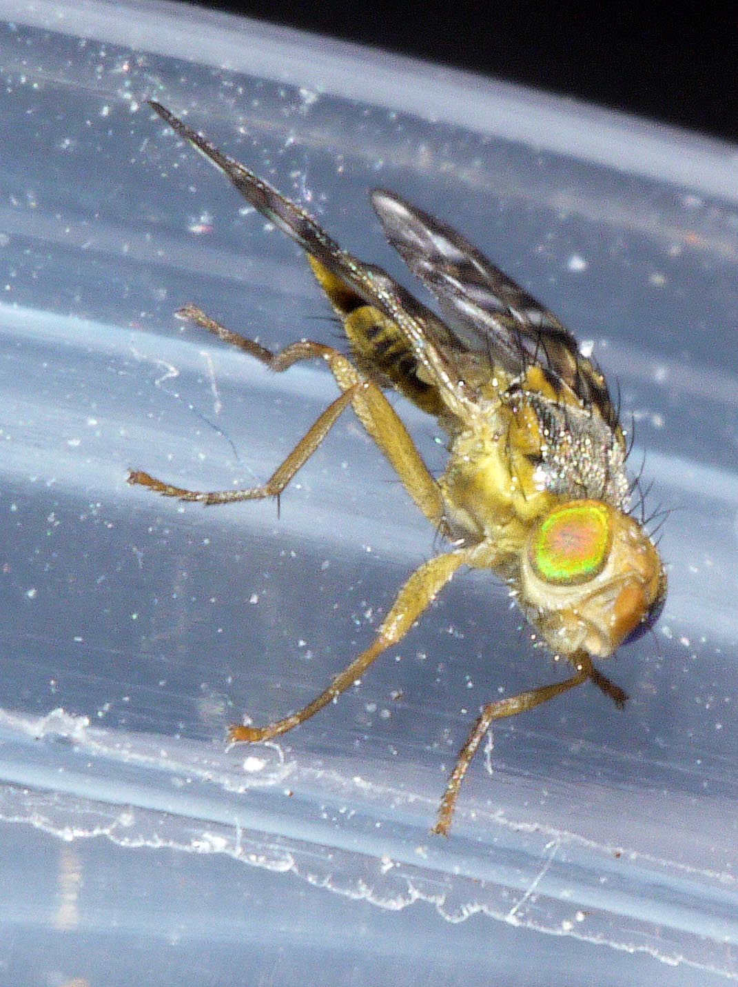 CABINET OF CURIOSITIES: Picture-winged fly Urophora jaceana