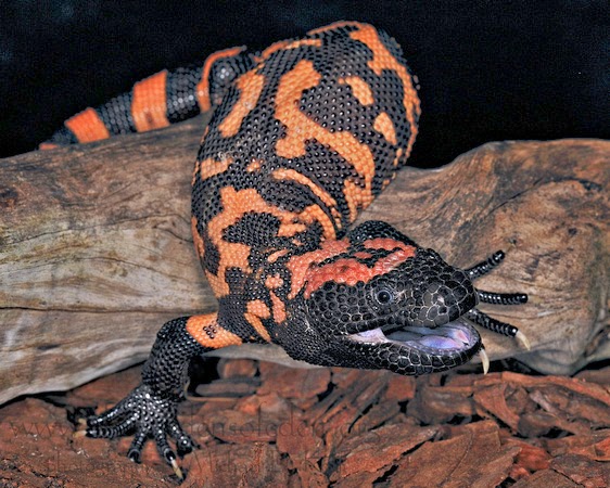 Gila Monster Animals | Interesting Facts & New Pictures | All Wildlife ...