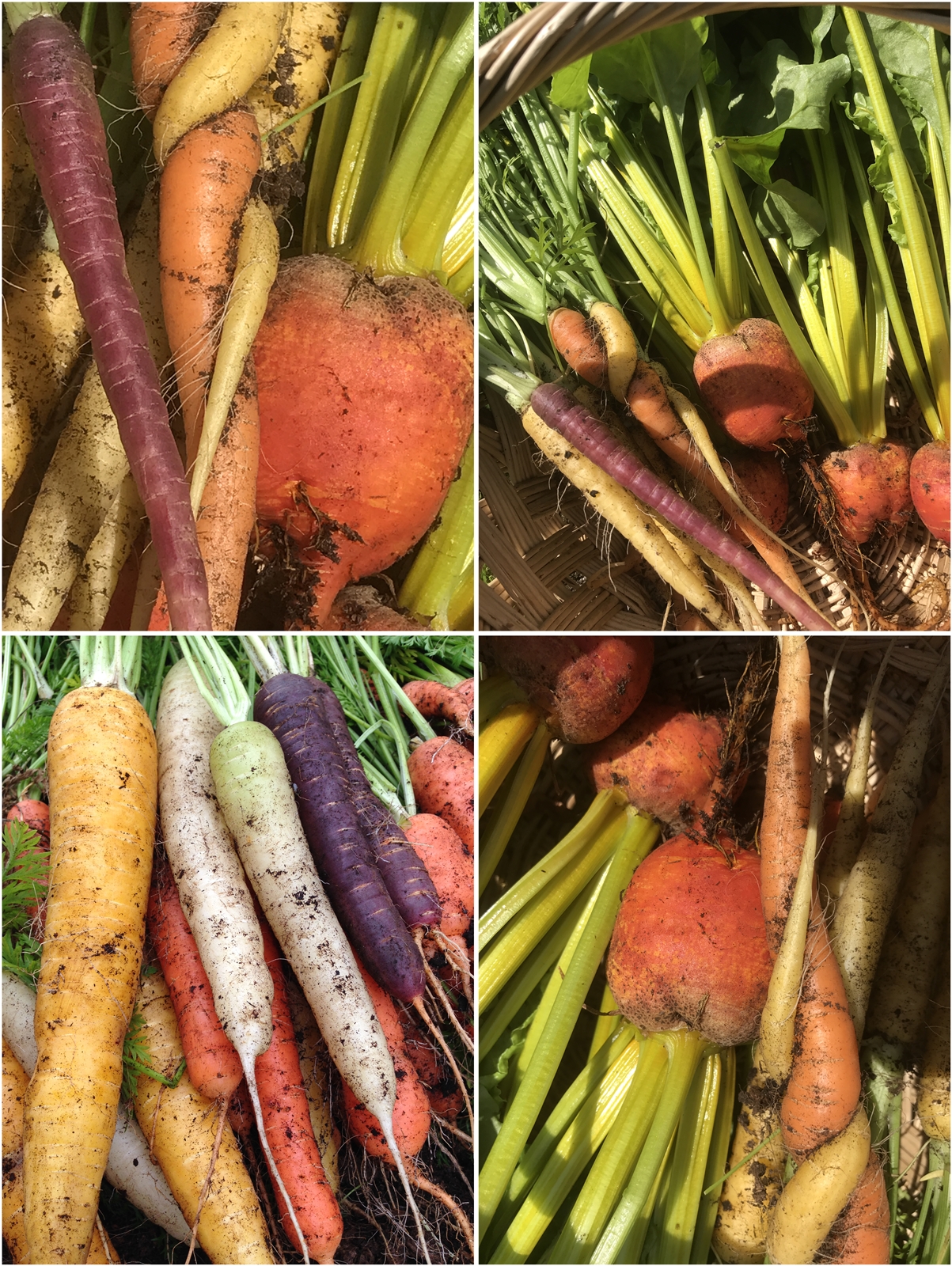 Susanne´s Kreativa Sida: Primörer