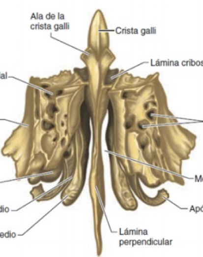 Practico 2 : Osteología de la Cabeza