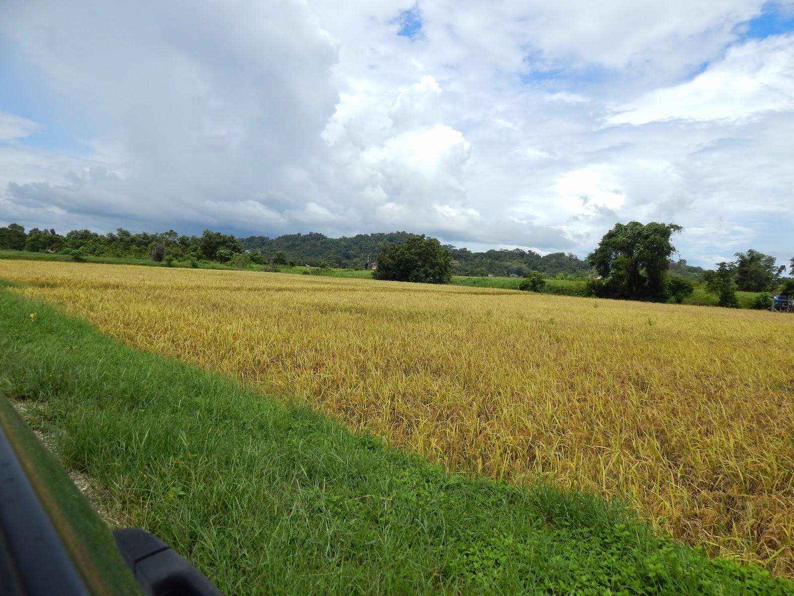 The Amazing place in BRUNEI DARUSSALAM : Padi Wasan & junjungan