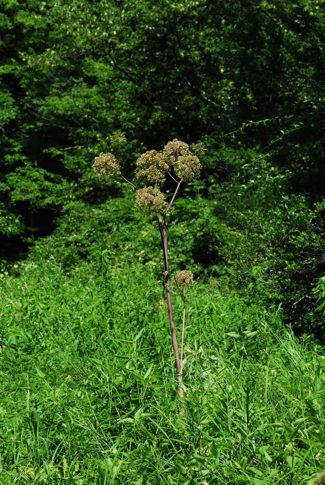 wild new england: Apiaceae, the Carrot Family aka Umbelliferae, the ...