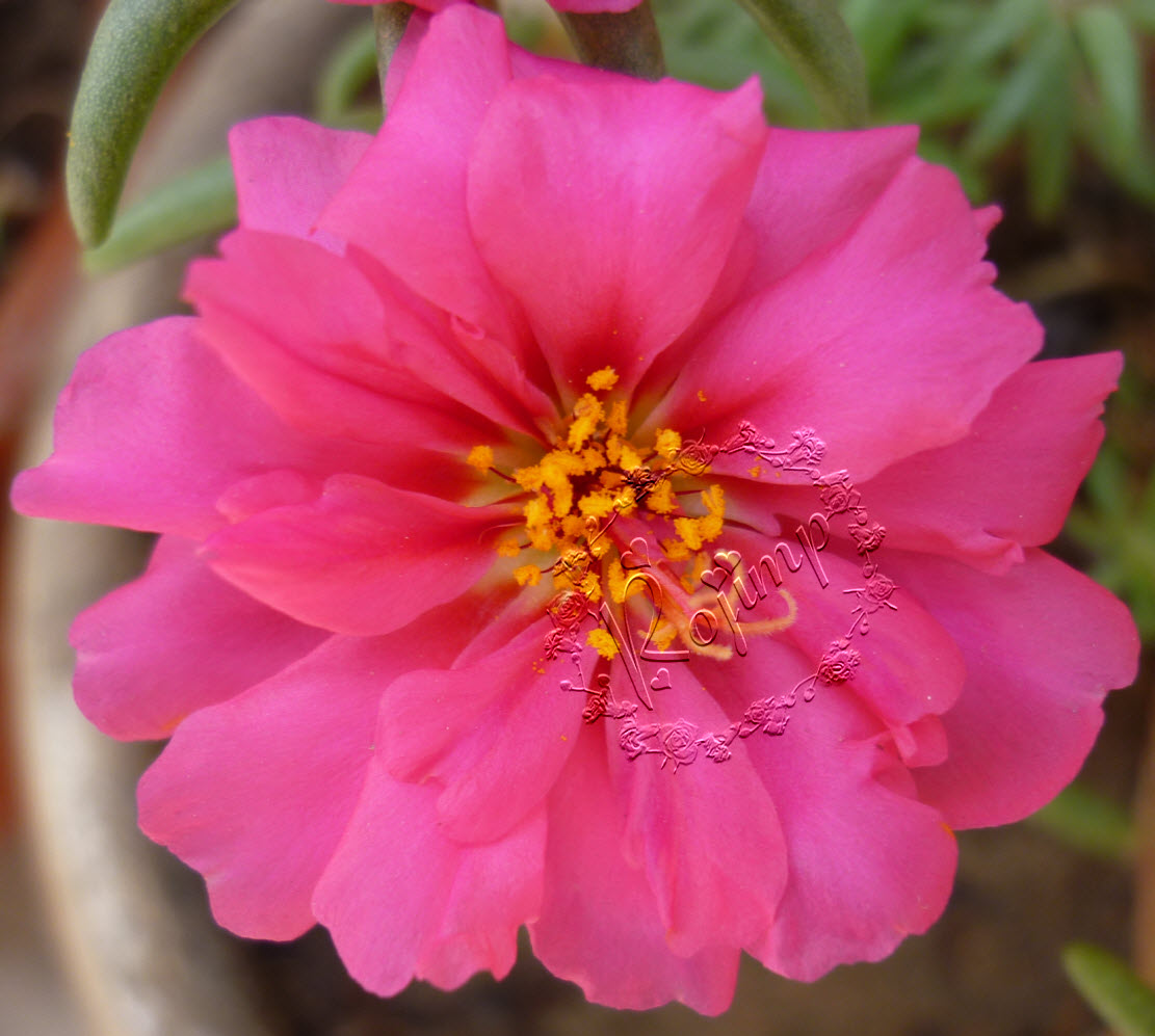 Flores y Frutos: Portulaca (o Coqueta)