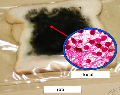 Sains 'Best': MIKROORGANISMA – PROSES HIDUP
