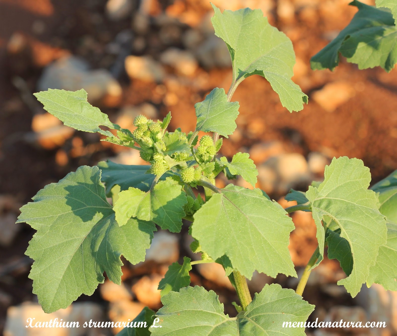 Menuda Natura: Xanthium strumarium L.