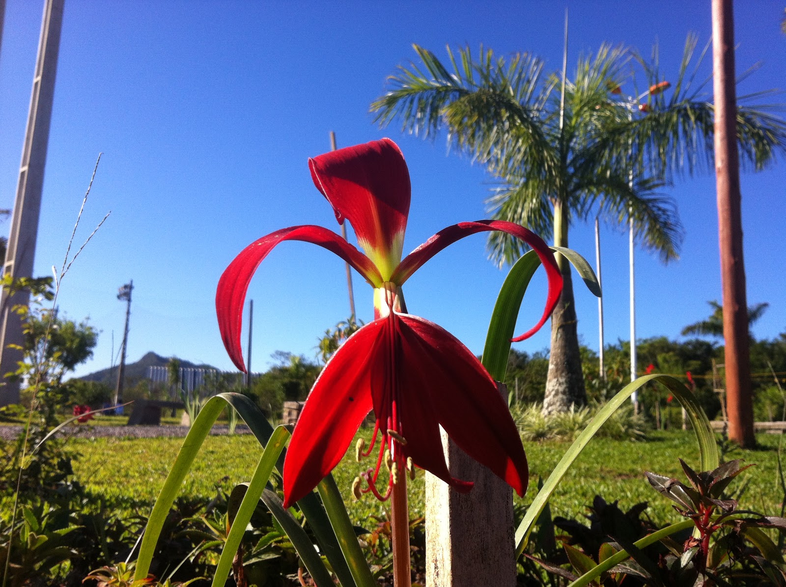 Blog da Diretoria do Grupo Escoteiro Leão do Mar SC 048: Desabrochou a ...