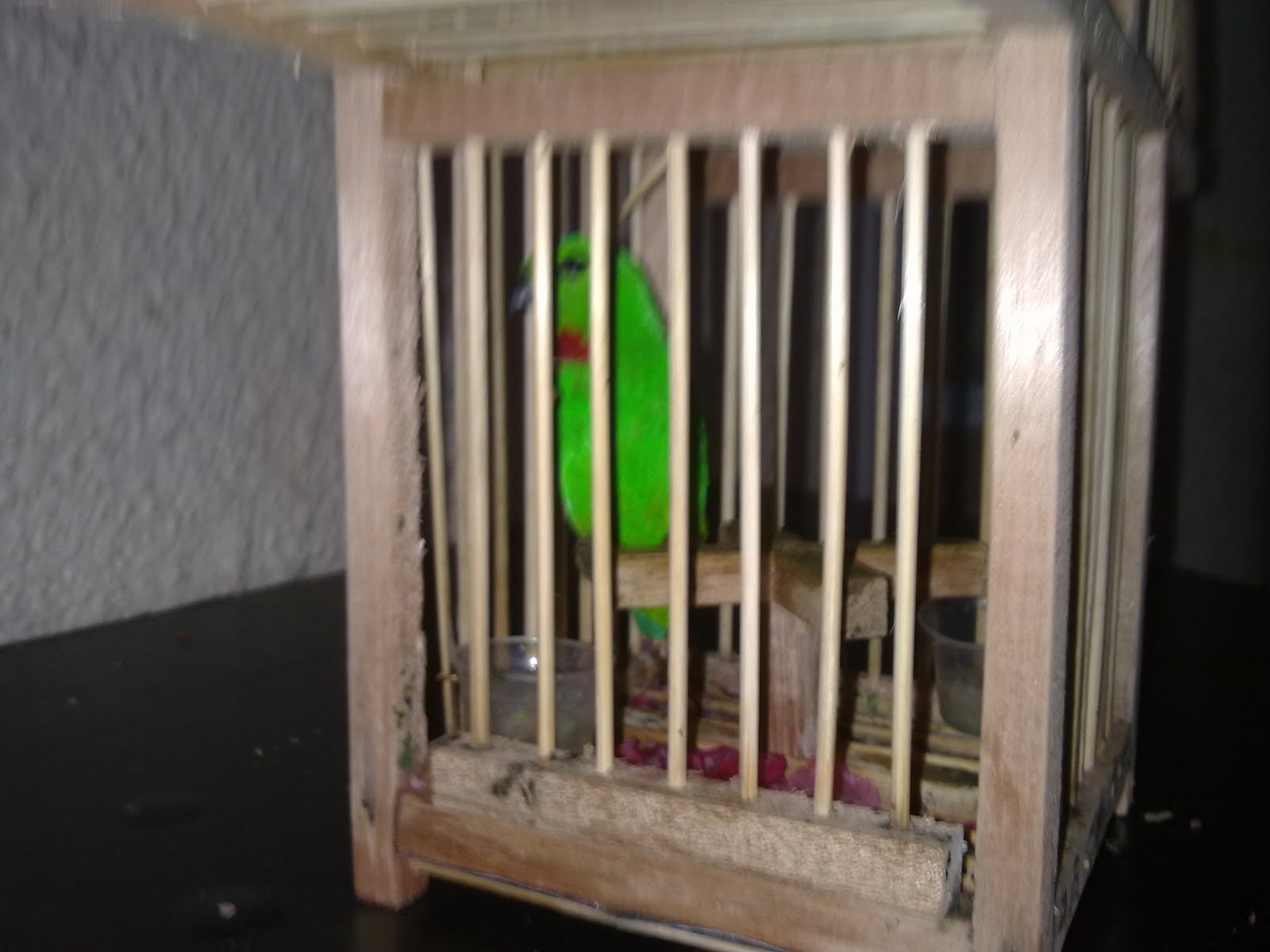 TOTALLY PROTECTED PETS: Serindit