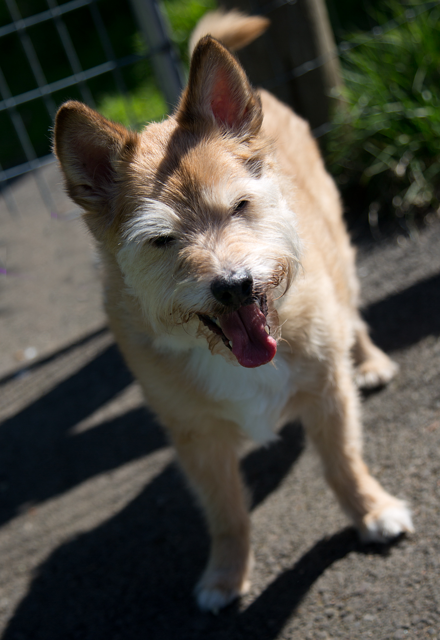 Shelter Dogs of Portland: "SEYMORE" nice older terrier