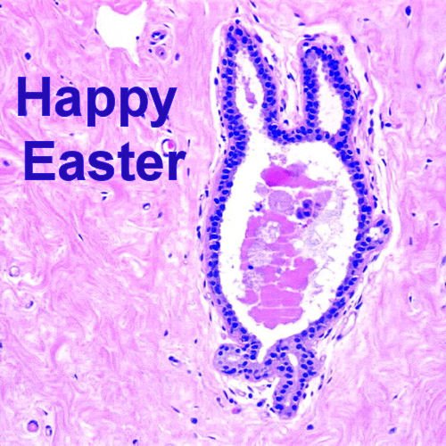 Medical Laboratory and Biomedical Science: Histology Easter Bunny