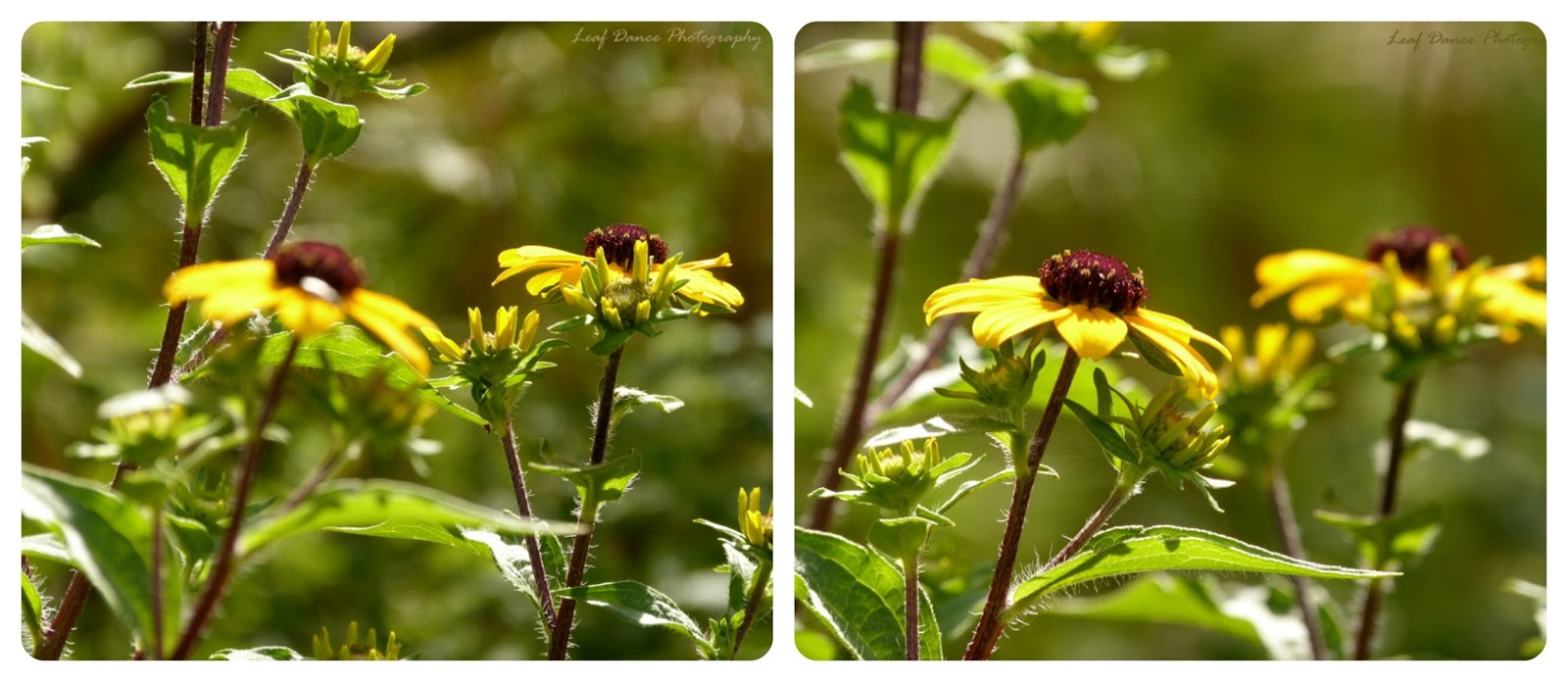 Leaf Dance Photography: Sunshine Flowers // Working a Subject