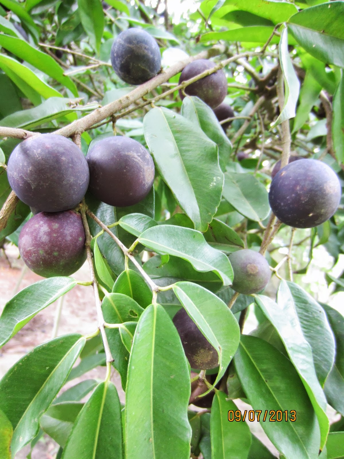 Myrciaria vexator o guayabo negro, pésjua morada, blue grape, false ...