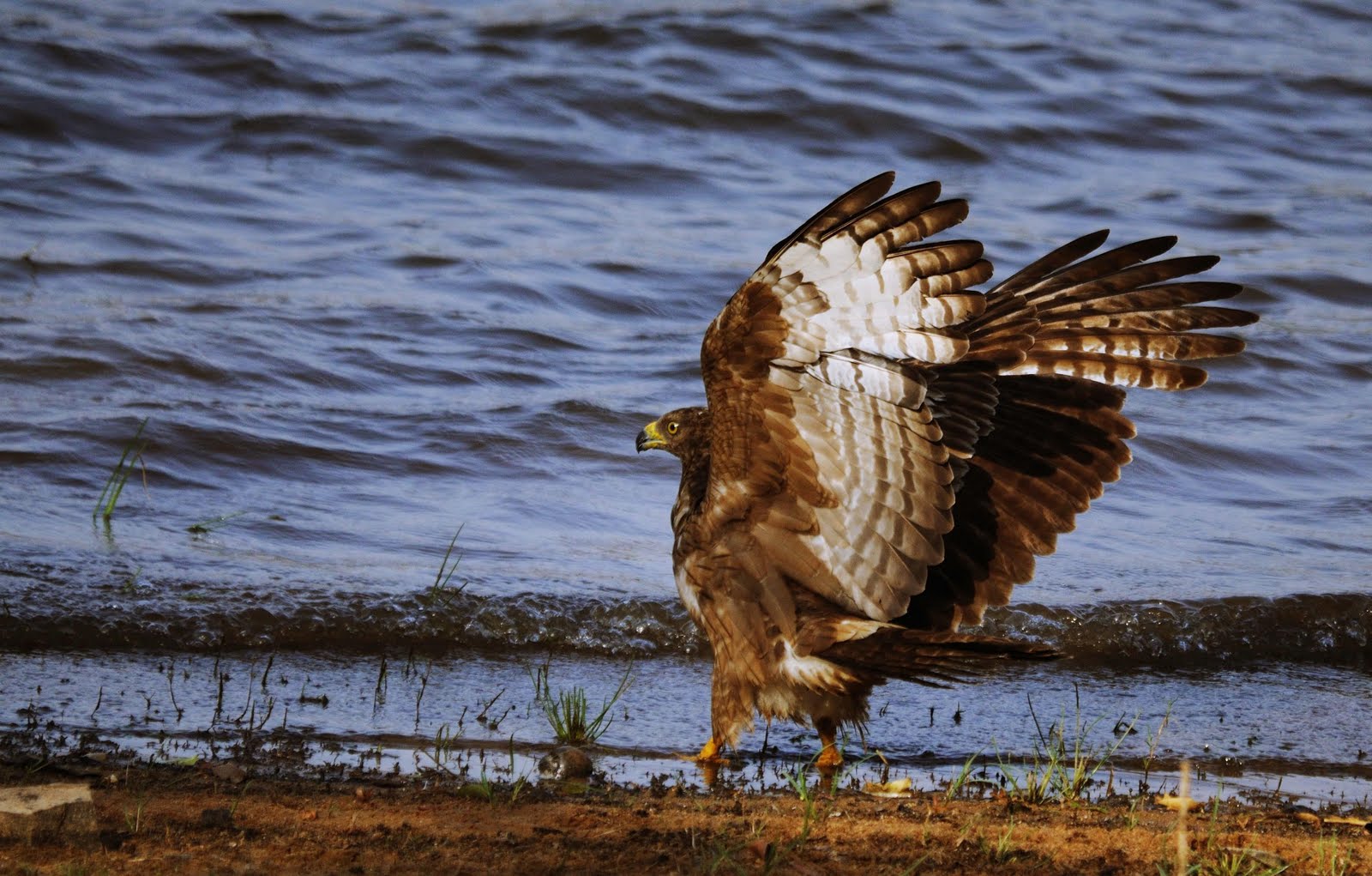 Zunka Bhakri......: On trail of Tiger @ Tadoba-Kolsa