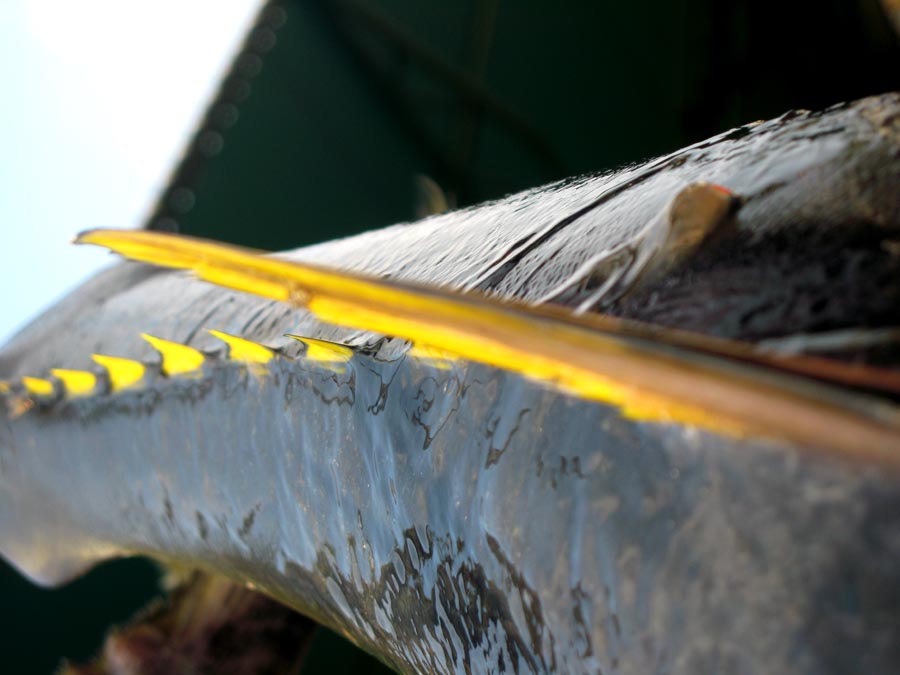 Philippine Tuna Fishing: A gift