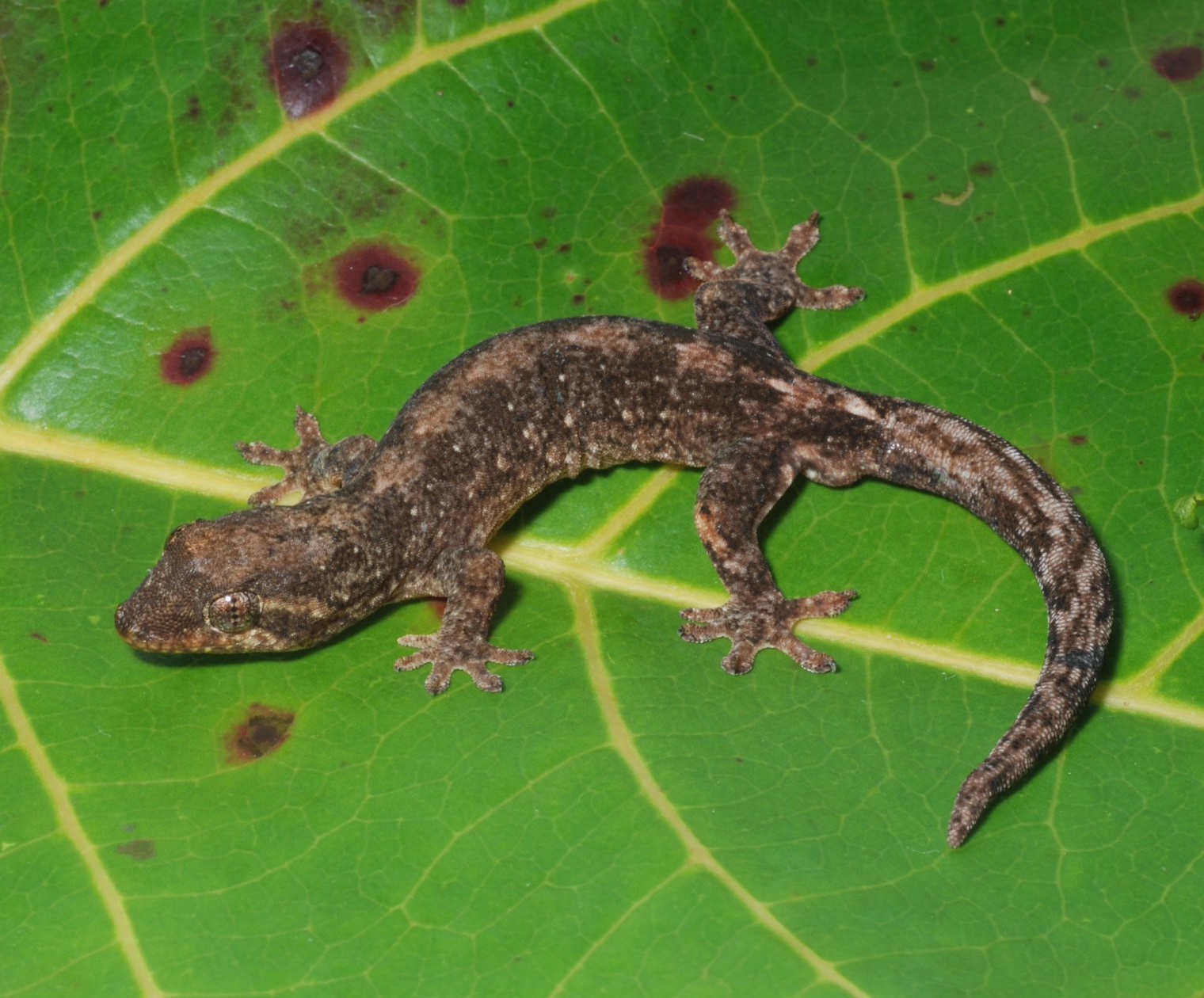 Squamata Species