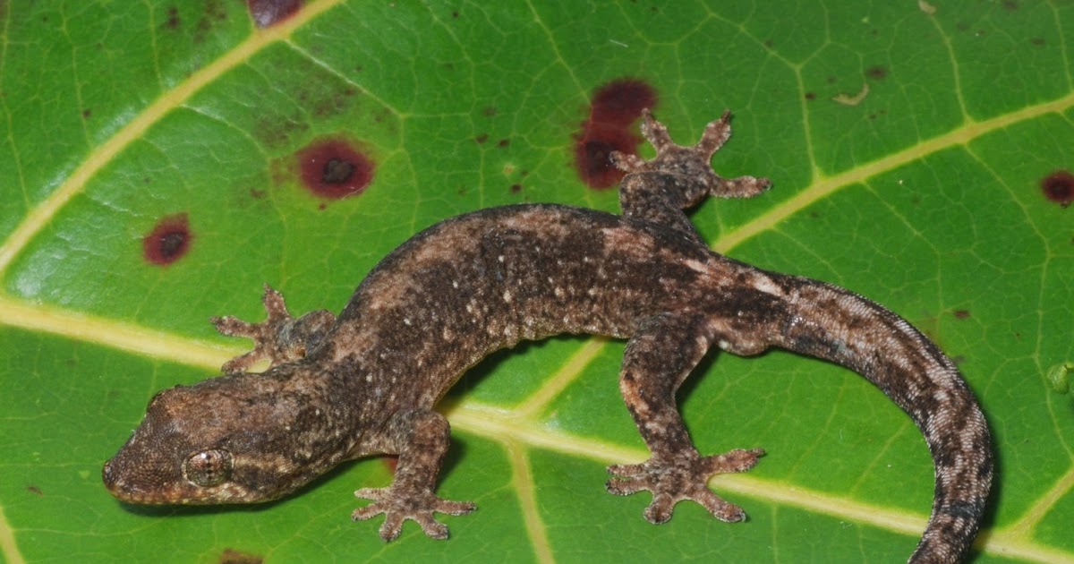 Species New to Science: [Herpetology • 2019] New Species of ...