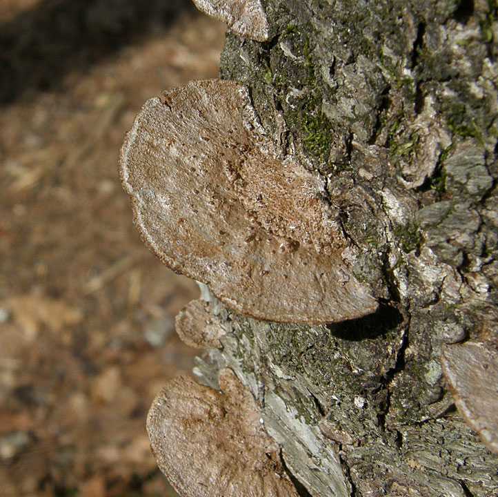 Anybody Seen My Focus?: Fuscoporia gilva (Mustard Yellow Polypore)