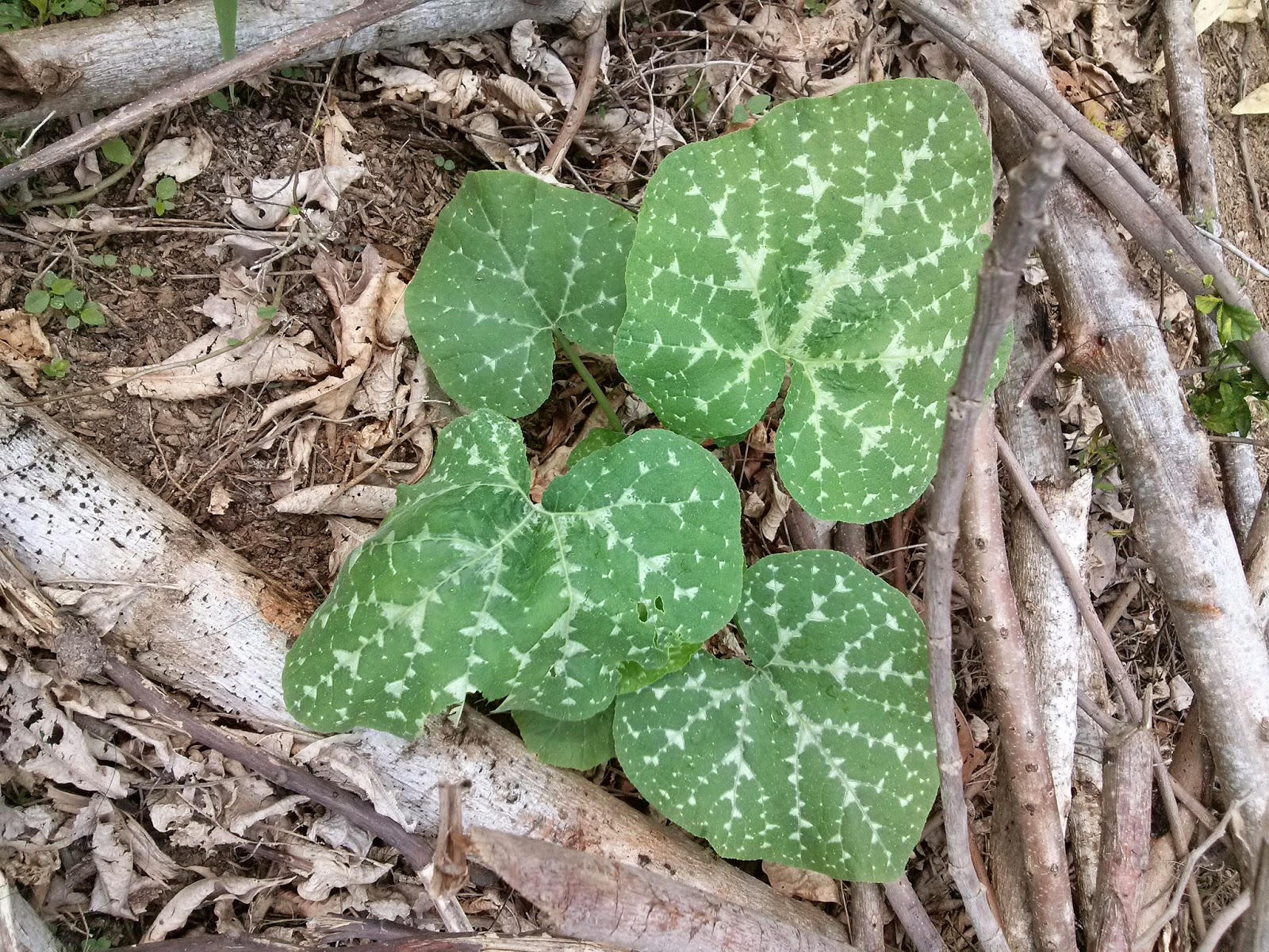 ALBUM DE BIODIVERSIDAD