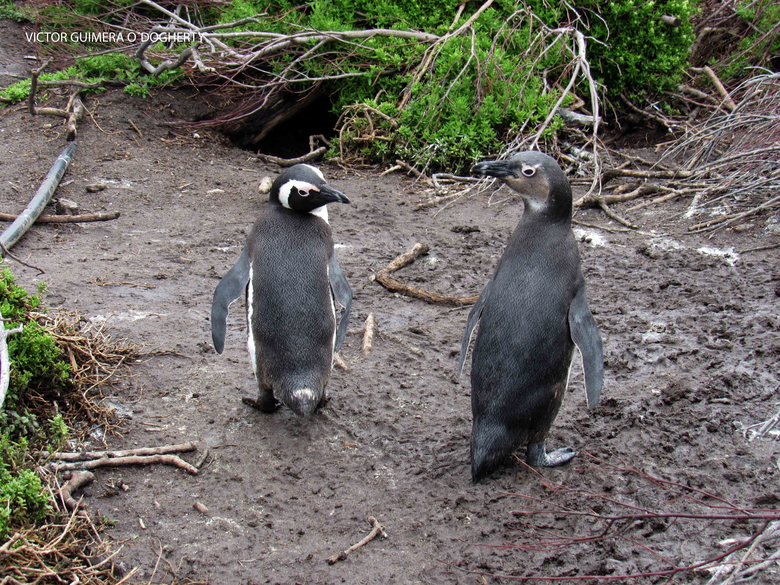 Mis imágenes de aves: Y SEGUIMOS CON EL PINGUINO DEL CABO