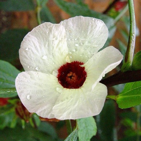 MALINALLI · herbolaria médica: ROSA DE JAMAICA - Hibiscus, roselle ...