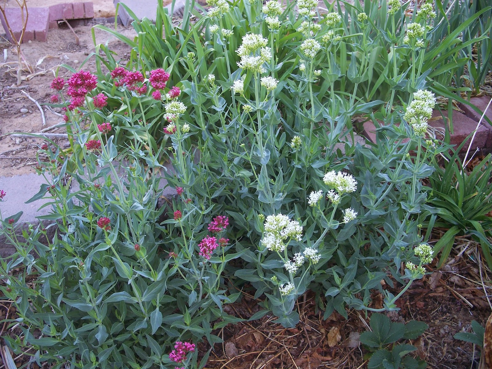 Jupiter’s Beard and Columbine – The Dynamic Duo!