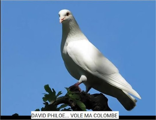 PIGEONS à JO: HISTOIRE du PIGEON dans le MONDE