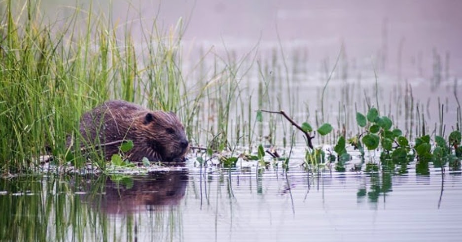 THE WESTERNER: 'Beaver Believers' say dam-building creatures can make ...