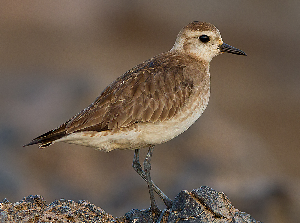 Ornito Addiction: Un chorlito en apuros.