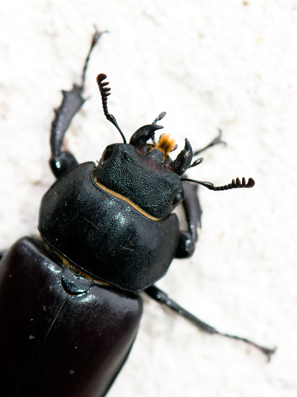 Macrophoto plaisir passion: Le Lucane cerf-volant femelle, Lucanus cervus