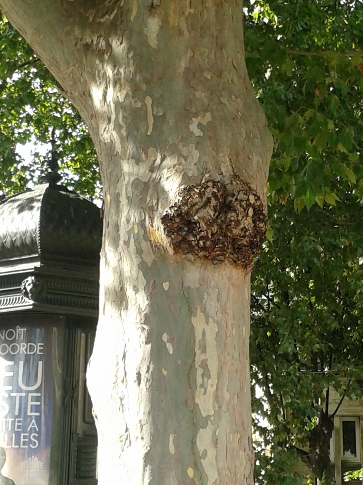 ALFORTVILLE DEMOCRATIE: Nos platanes attaqués par le tigre du platane ...