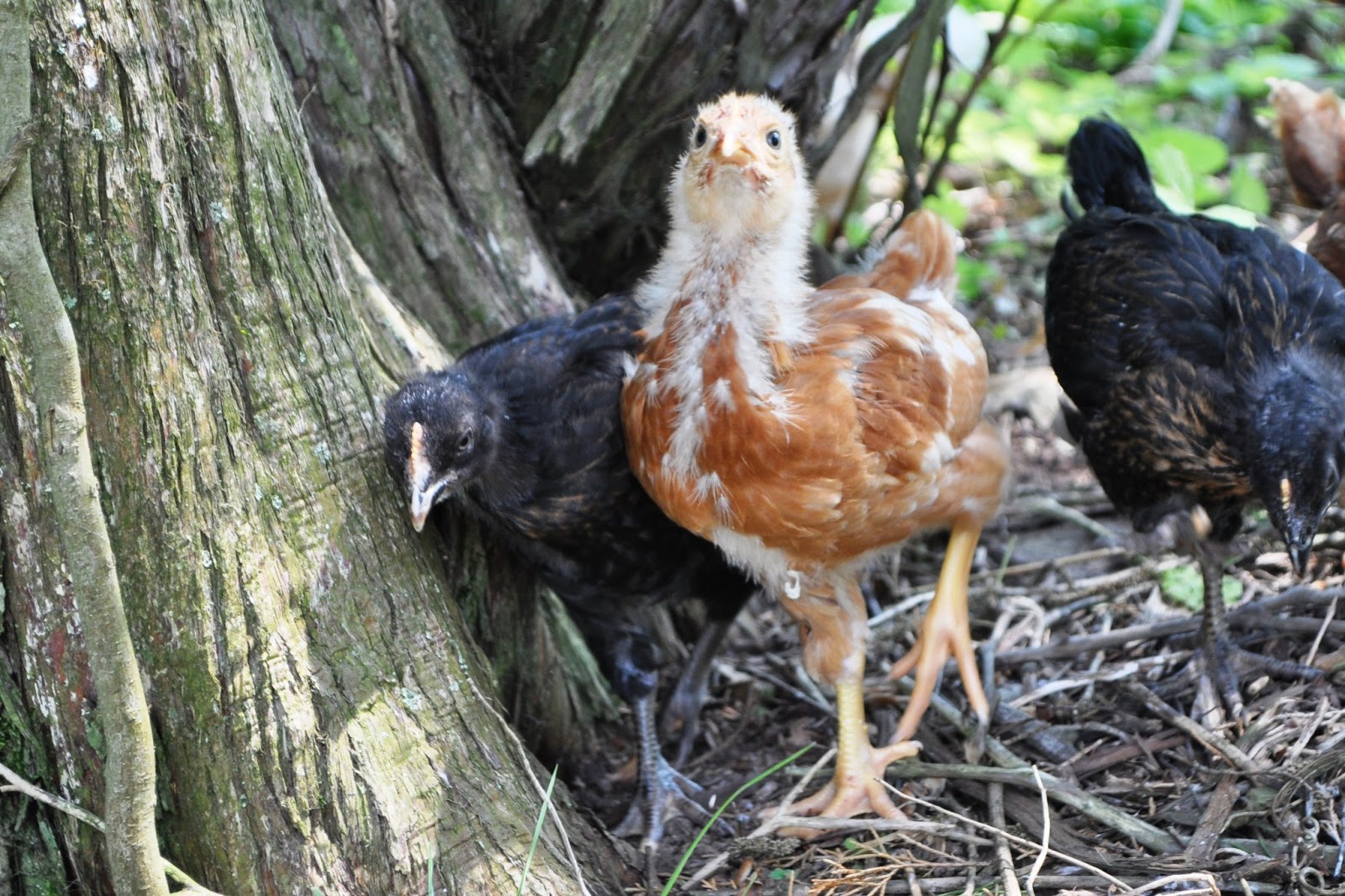 Kids Talk, God Speaks, I Cook: Teenage Chickens