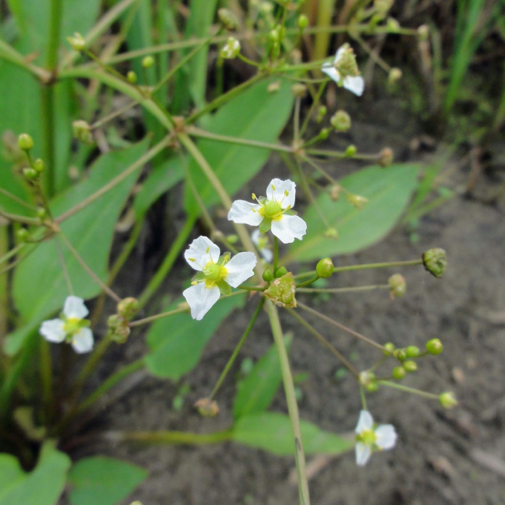 ALAM TUMBUHAN: KELUARGA LEWEH / ALISMIA (Alismataceae family)