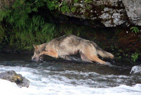 White Wolf : Alaskan Gray wolf gives the brown bears a fishing lesson
