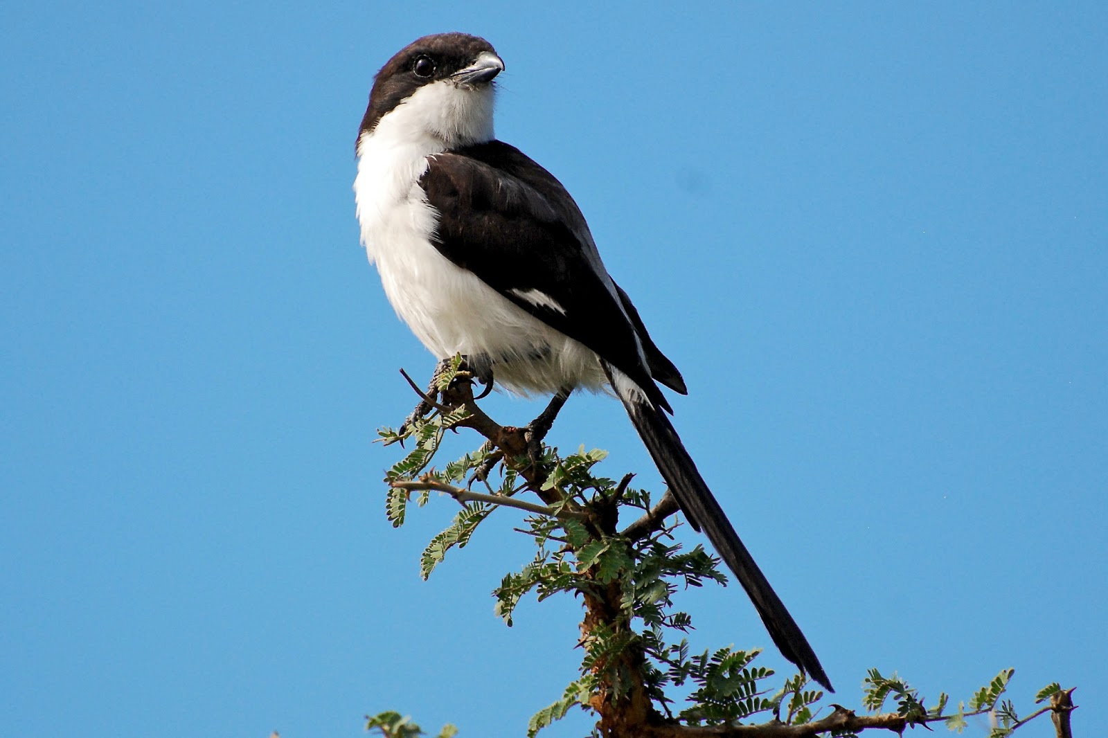 Our Adventures: Favourite Kenyan birds...