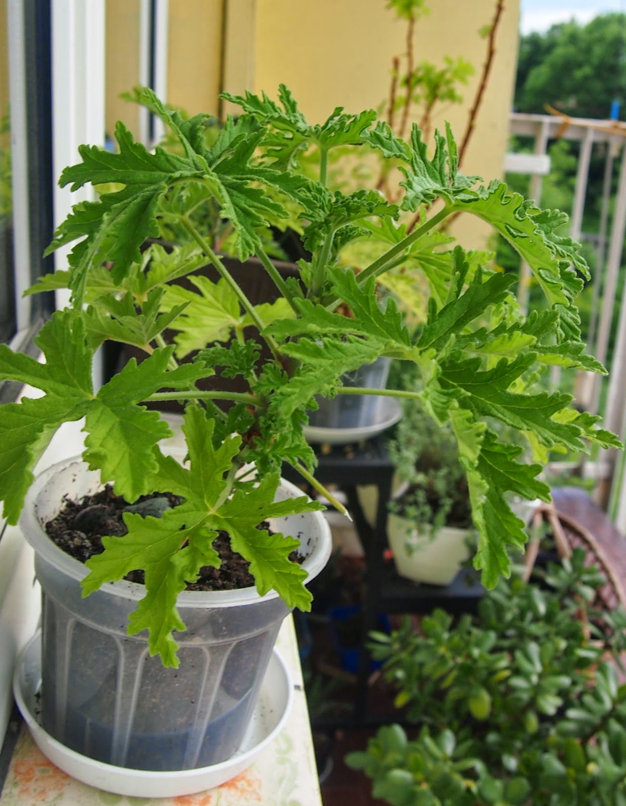 Babcine sposoby w XXI wieku. : Rozmnażanie geranium/anginki.