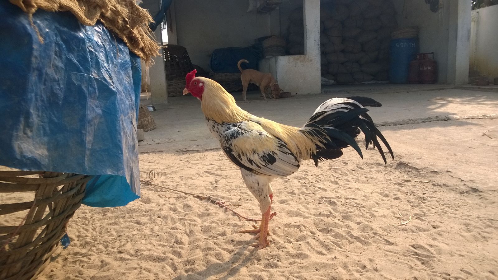 Fighting Rooster: kaki dega parala & nemali pingala