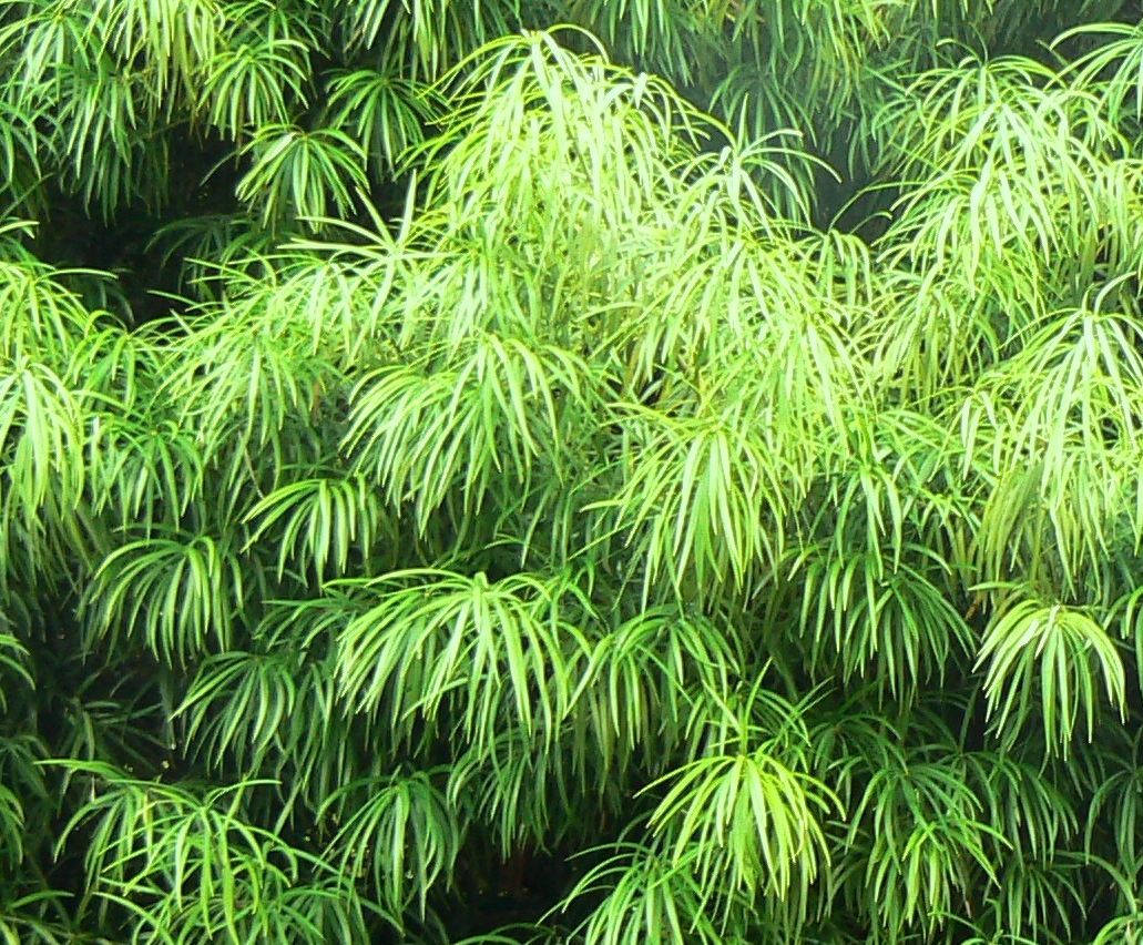 Future Plants by Randy Stewart: PODOCARPS