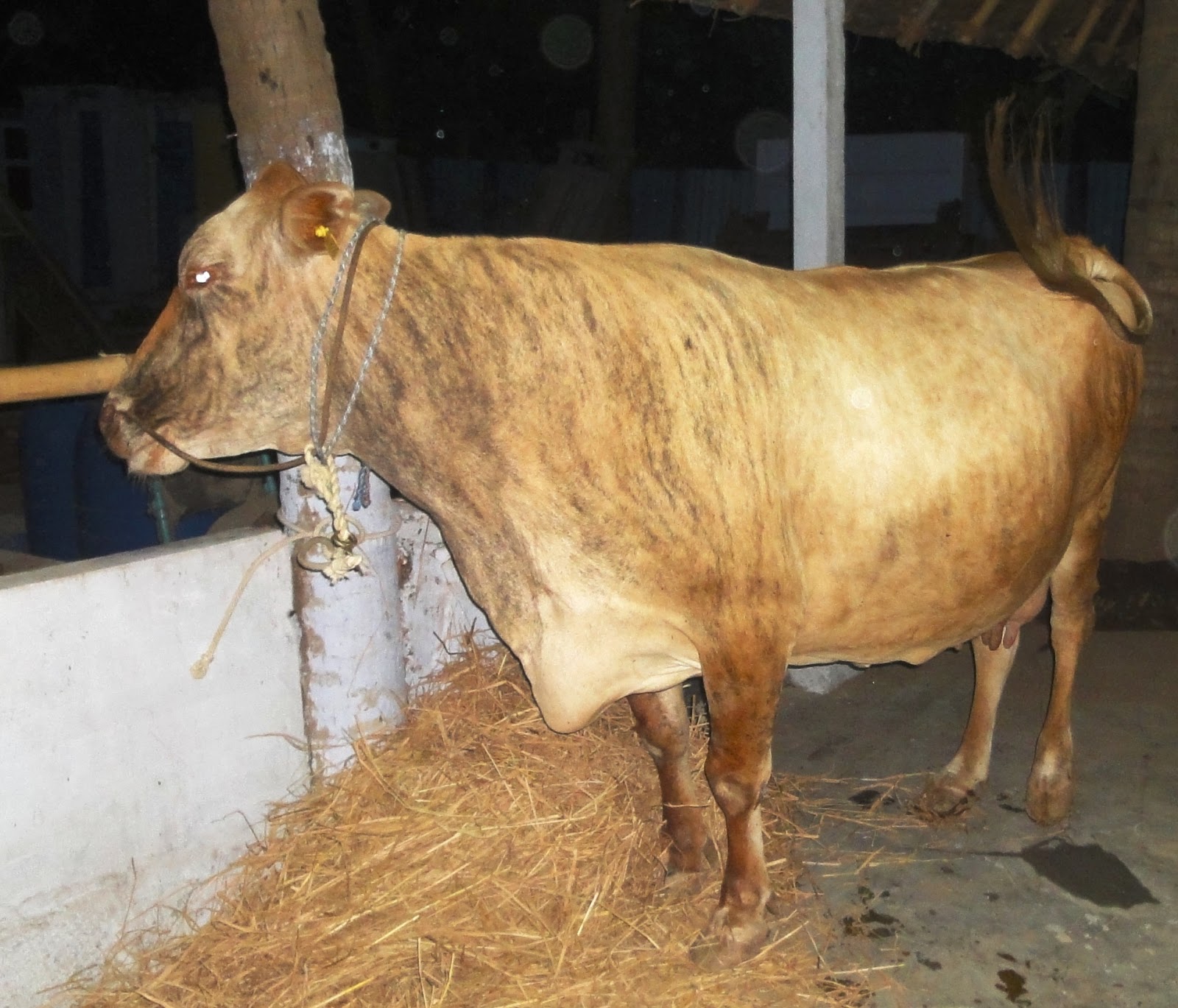 NGO News blog, NewsLine: A good Cow breed regularly giving one calf ...