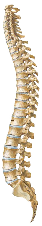 Sjoerd Schwibettus: ruggengraat in gesprek