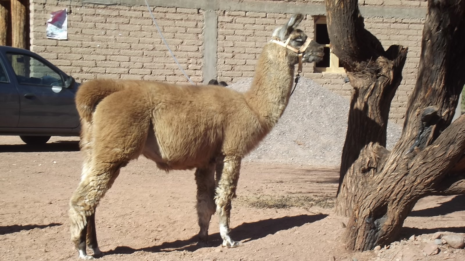 What is Dr. Patschke Learning About Today? Let's Find Out!: Llama, Llama!