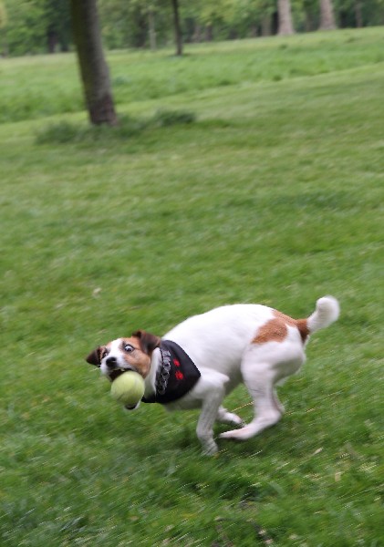 Groovy Dogs Just Wanna Hv Fun