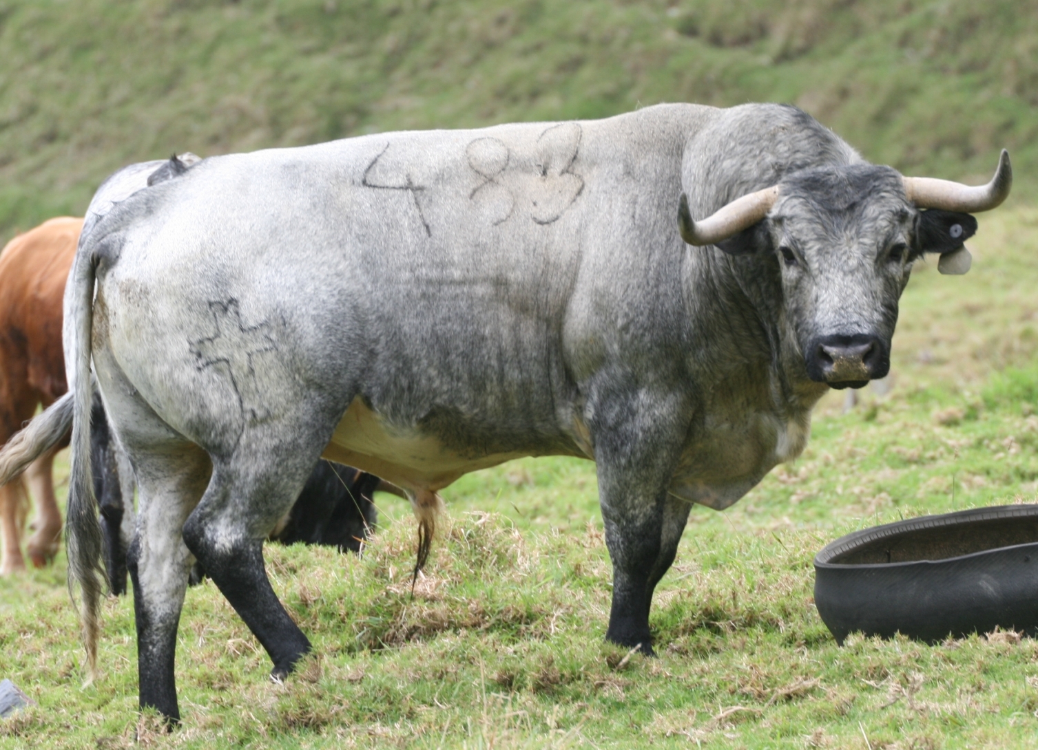 Del toro al infinito: VENEZUELA: A toro pasado…/ RUBÉN DARÍO VILLAFRAZ