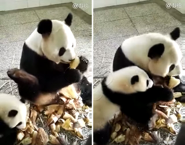 NO TE VOY A DAR!! Panda egoísta niega su comida de una forma hilarante ...